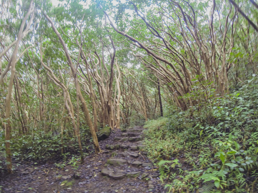 Likeke Falls Hike - How To Hike This Waterfall Trail On Oahu