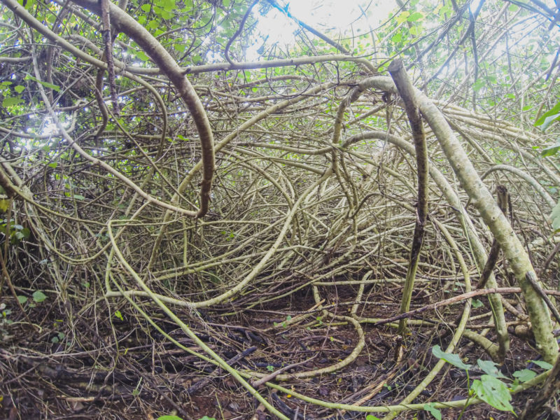Likeke Falls Hike - How To Hike This Waterfall Trail On Oahu