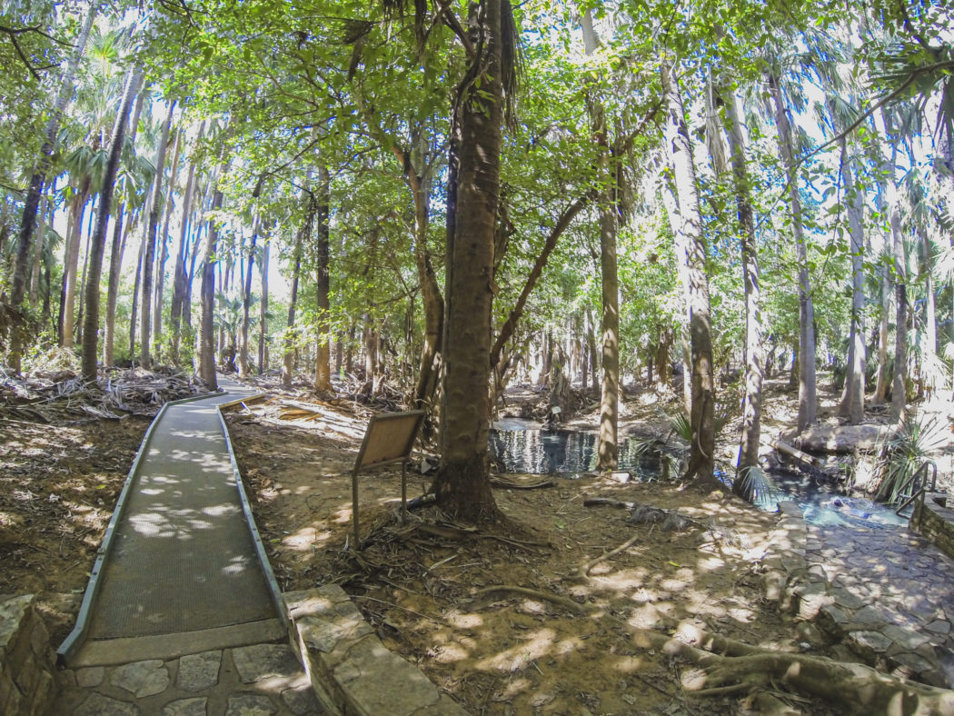 A Day Trip To The Mataranka Thermal Pool From Darwin, Australia