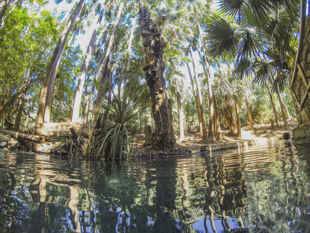 A Day Trip To The Mataranka Thermal Pool From Darwin, Australia