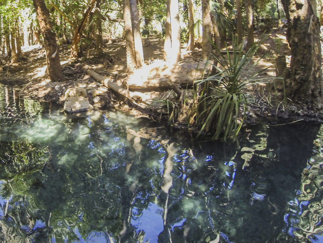A Day Trip To The Mataranka Thermal Pool From Darwin, Australia