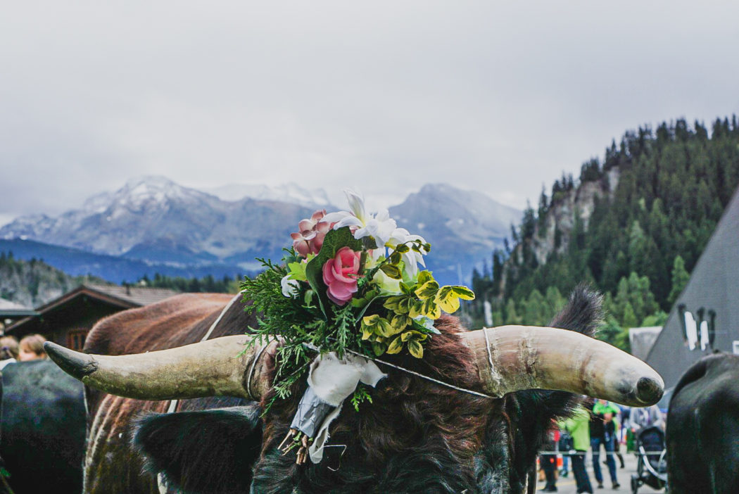 The Descent Of The Alpine Cows Festival - A Weekend In Blatten