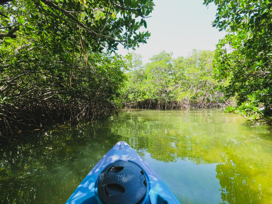 How To Go Mangrove Kayaking In Islamorada + Spend A Day At Robbie's