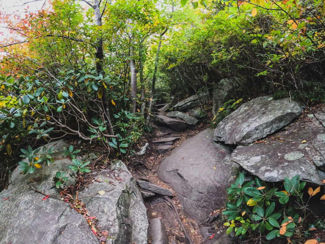 A Detailed Guide For The Popular Rough Ridge Hiking Trail